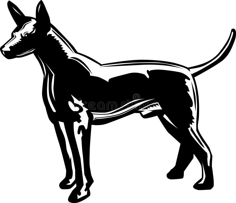 Sin Pelo Mexicano De Xoloitzcuintle Del Perfil Stock de ilustración ...