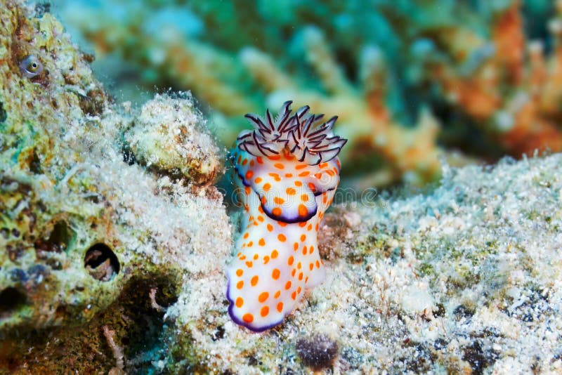 Sinaasappel Gestippelde Naaktslak Stock Foto - Image of aquarium ...