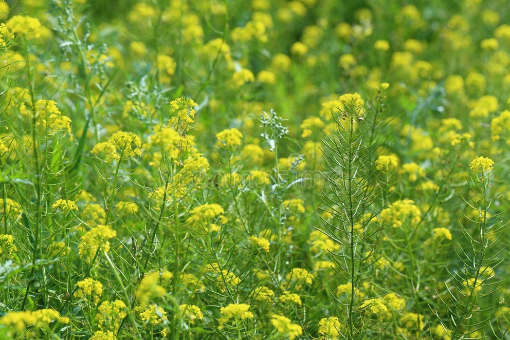 Sinapis alba stock image. Image of blossom, beautiful - 38155789
