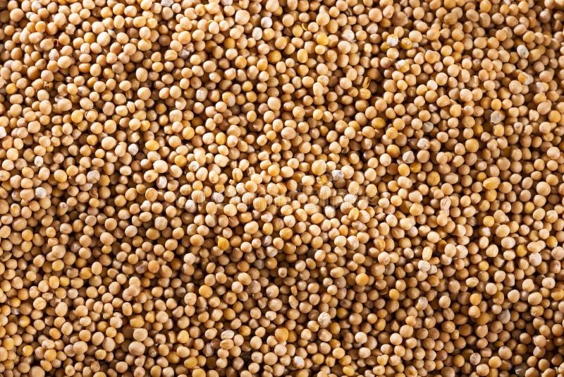 Sinapis Alba - Yellow Mustard Seeds Stock Photo - Image of horizontal ...