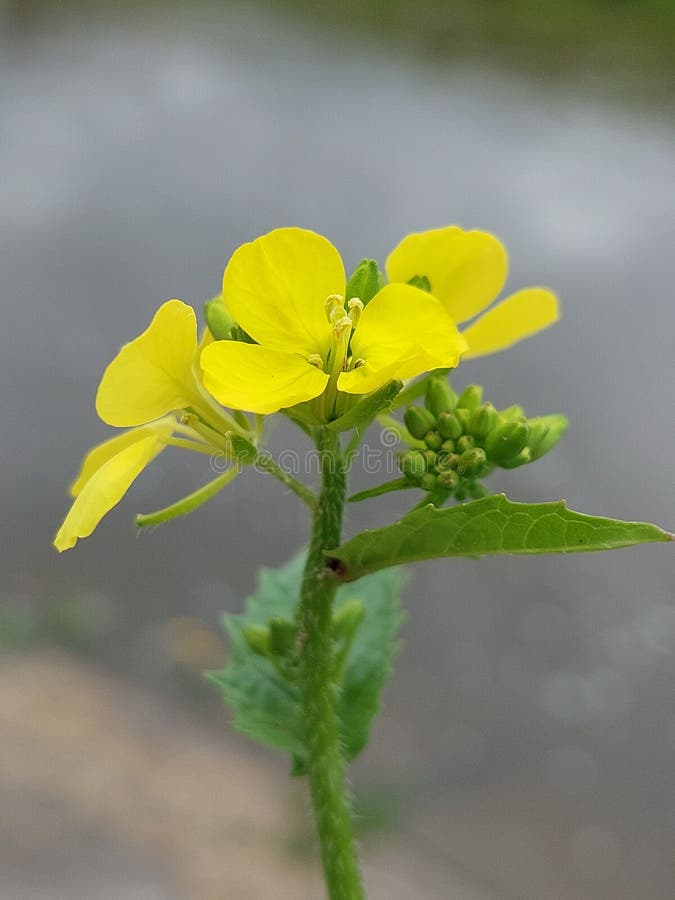 Sinapis Arvensis stock photo. Image of nature, yellow - 248852822