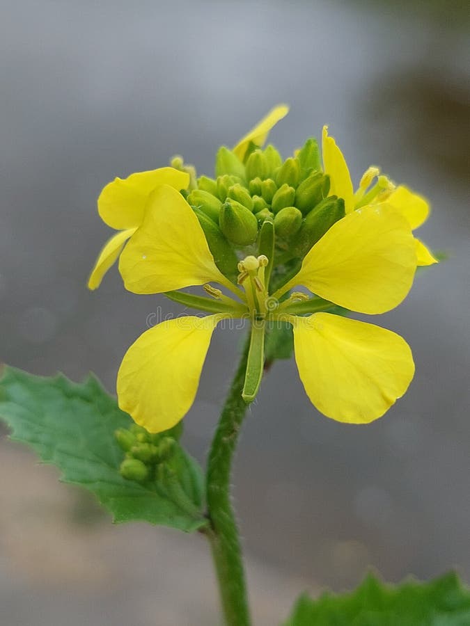 Sinapis arvensis stock photo. Image of kerlock, plant - 257058292