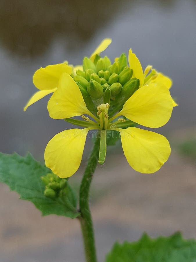 Sinapis Arvensis stock photo. Image of charlock, wild - 248852782