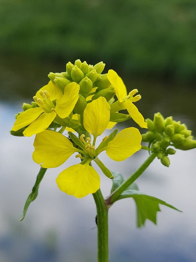 Sinapis arvensis stock image. Image of brassica, flowering - 250099875
