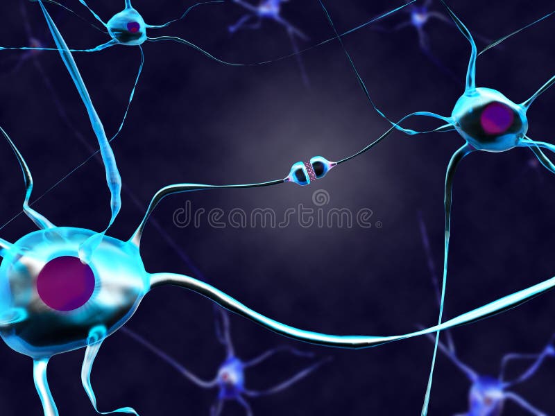Sinapse Neural, Sinais Elétricos E Químicos Entre Dois Neurônios ...