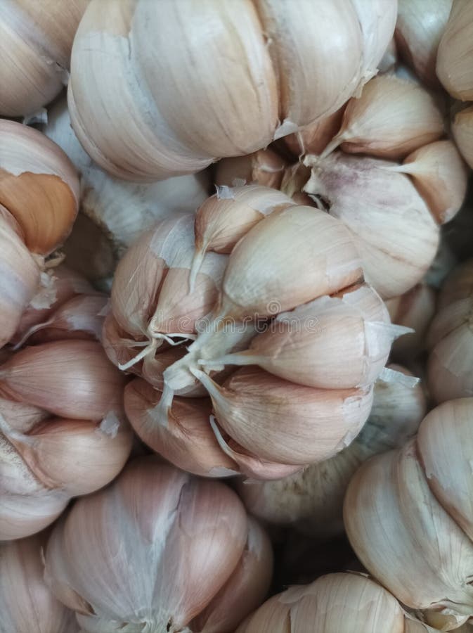 Sinco Garlic Cooking Spices Kitchen Spices Stock Photo - Image of ...