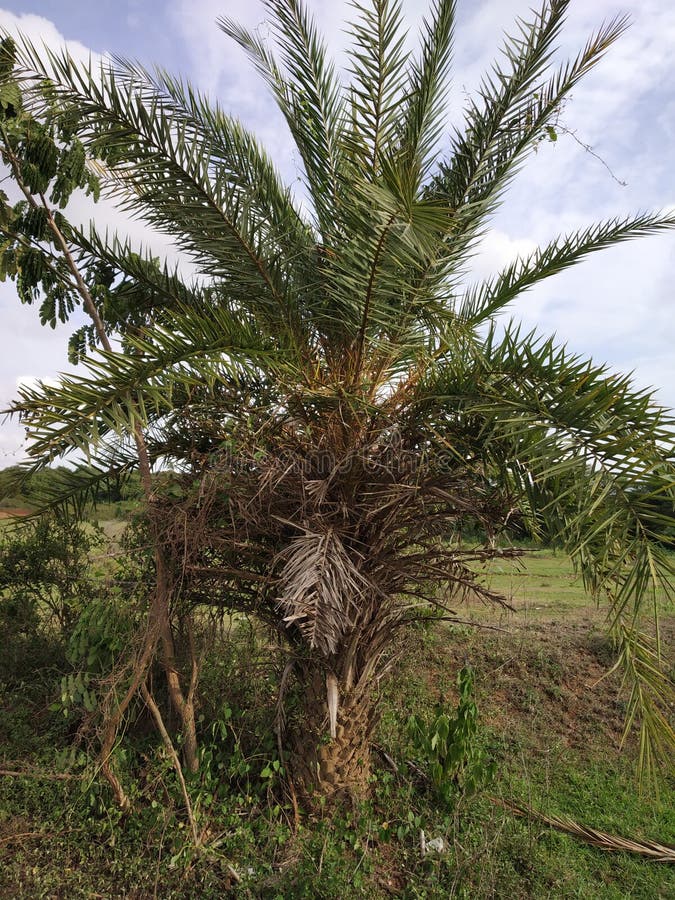 Palm tree stock photo. Image of tree, alcohol, treepalm - 220985042