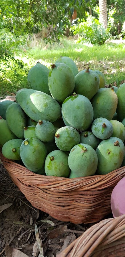 Sindhri Mango Stock Photos - Free & Royalty-Free Stock Photos from ...