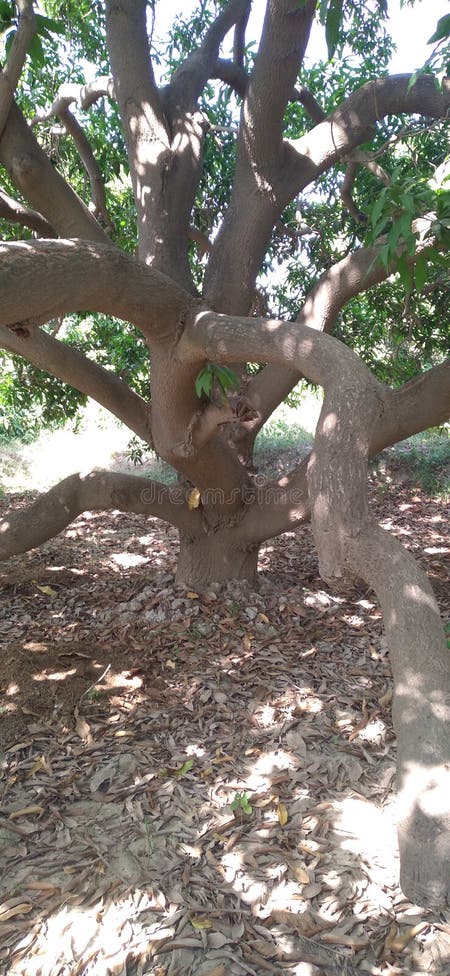 1,454 Mango Tree Branches Stock Photos - Free & Royalty-Free Stock ...