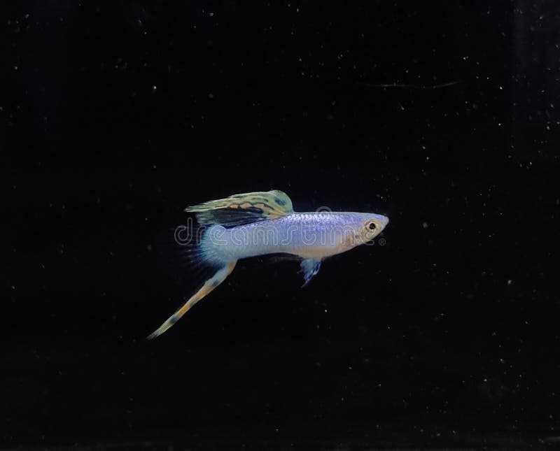 Bottom Swordtail Guppies Stock Photos - Free & Royalty-Free Stock ...