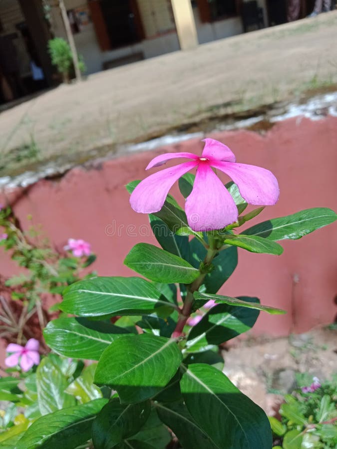 Singal leaf tree stock photo. Image of nature, lives - 153774248