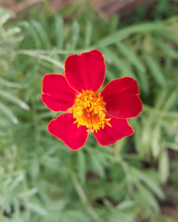 Singal Marigold Flower stock image. Image of flower - 236967891