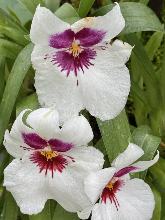 Funny Pansy Orchids Blooming in the Botanic Gardens in Singapore Stock ...