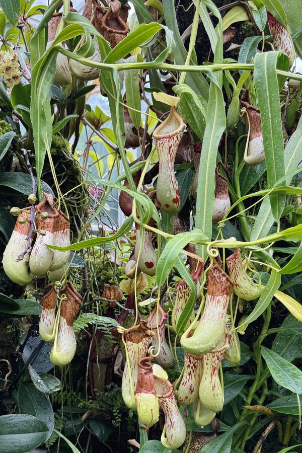 Colorful Pitcher Plants Blooming in the Botanic Gardens in Singapore ...
