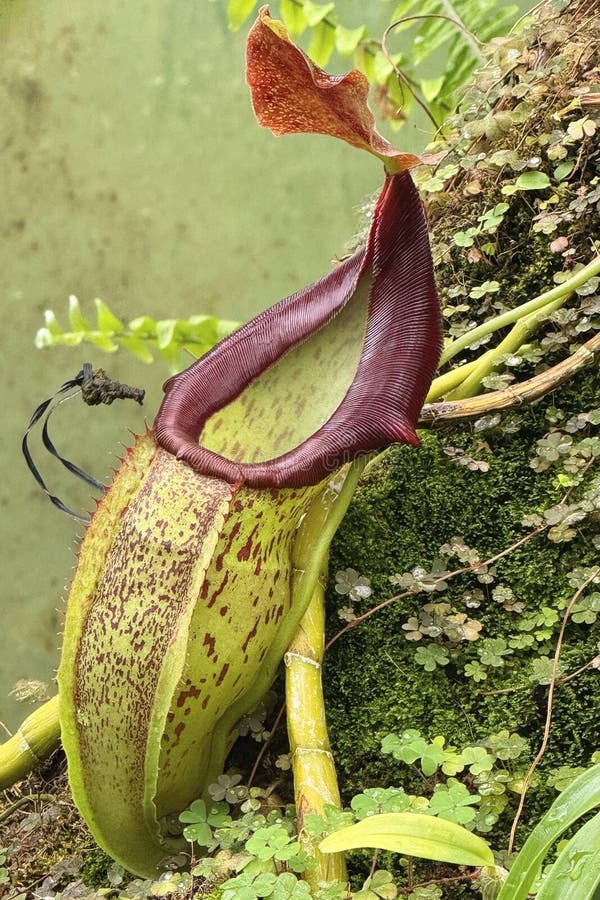 Colorful Pitcher Plant Blooming in the Botanic Gardens in Singapore ...