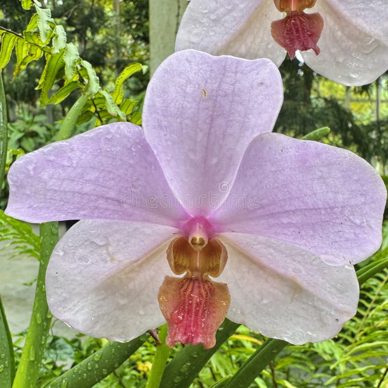Pink Sander S Vanda Orchids Blooming in the Botanic Garden in Singapore ...