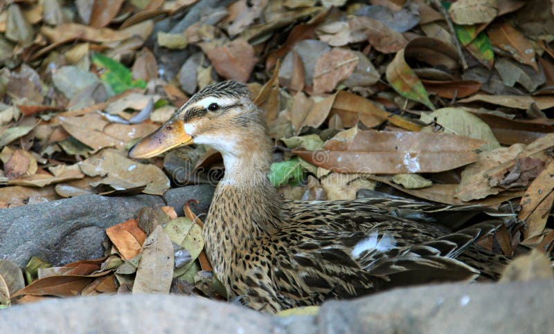 Singapore colored goose stock image. Image of beak, tail - 40990121