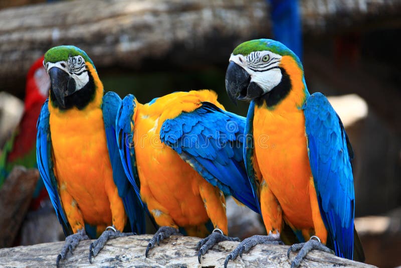 Singapore colored parrots stock photo. Image of leaves - 40983918