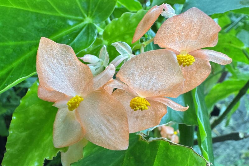 SPale Begonia Flowers Blooming in the Botanic Gardens in Singapore ...