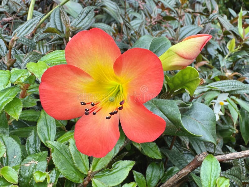 Bright Red Rhododendron Vireya Blooming in the Botanic Gardens in ...