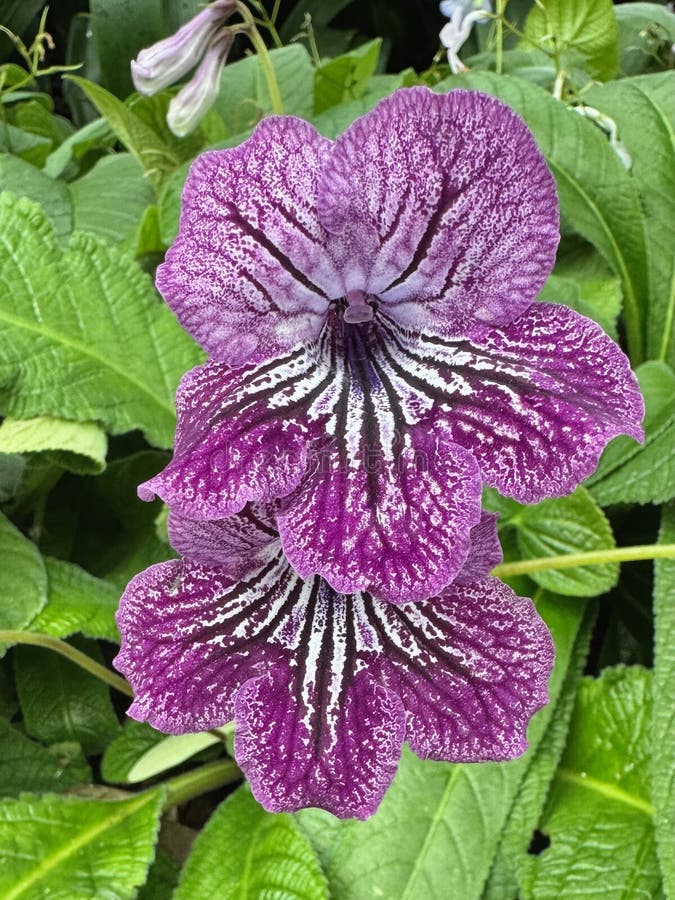 Colorful Cape Primroses Blooming in the Botanic Gardens in Singapore ...
