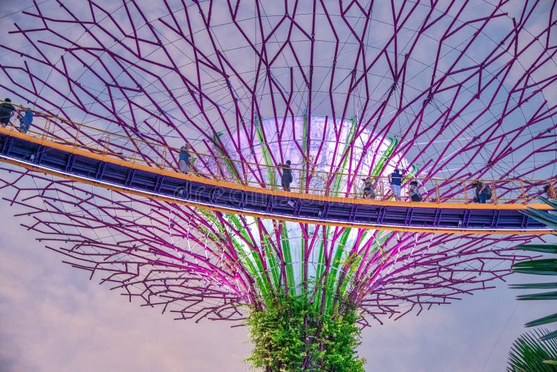 SINGAPORE - JANUARY 1ST, 2020: Supertrees at Gardens by the Bay. the ...