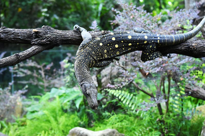 Varano is Looking for the Food Stock Image - Image of predator, varanus ...