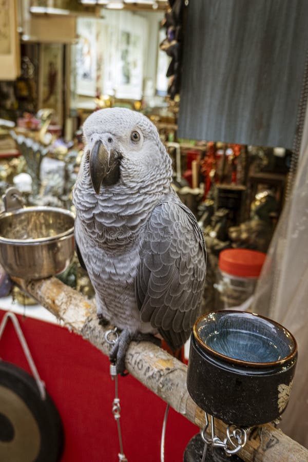 Singapore, July 24, 2022 - Grey Parrot on Perch Outside Store in ...