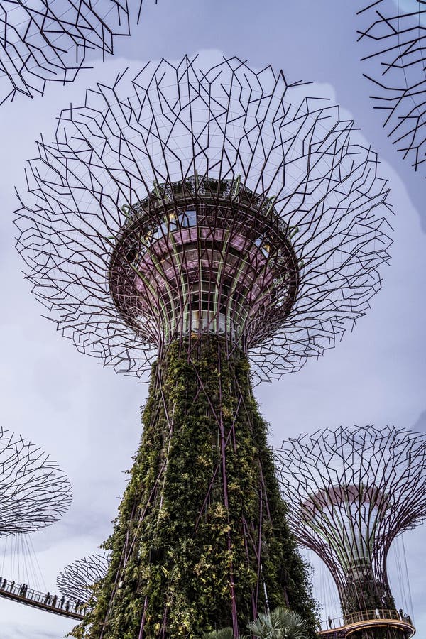 Singapore, July 24, 2022 - Super Tree Grove Stock Photo - Image of ...