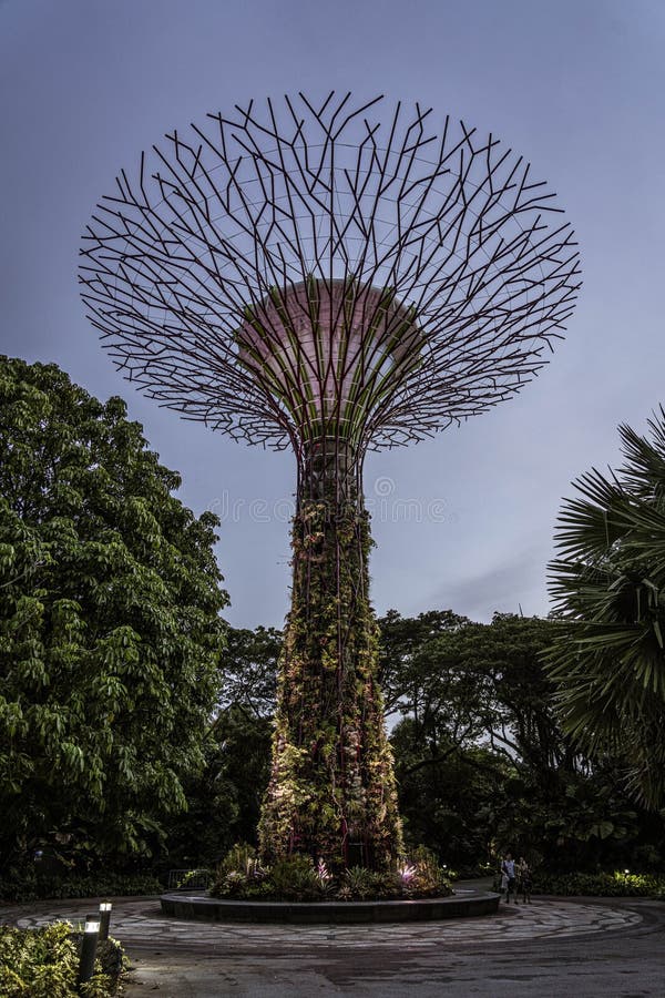 Singapore, July 24, 2022 - Super Tree Grove Stock Image - Image of ...