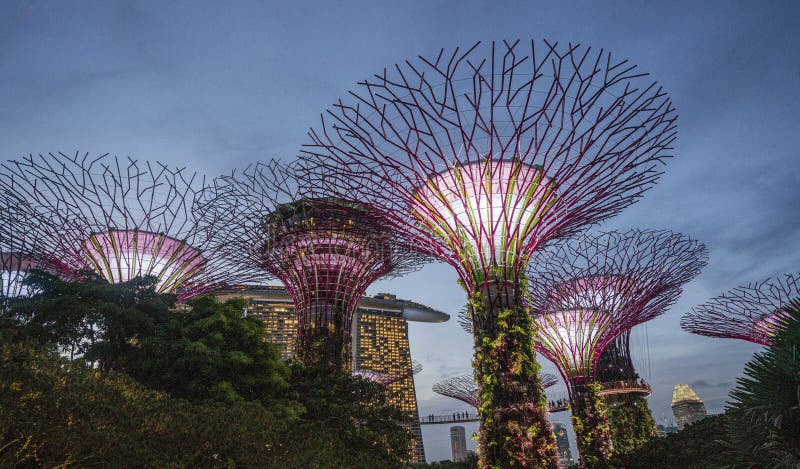 Singapore, July 24, 2022 - Super Tree Grove Stock Image - Image of ...