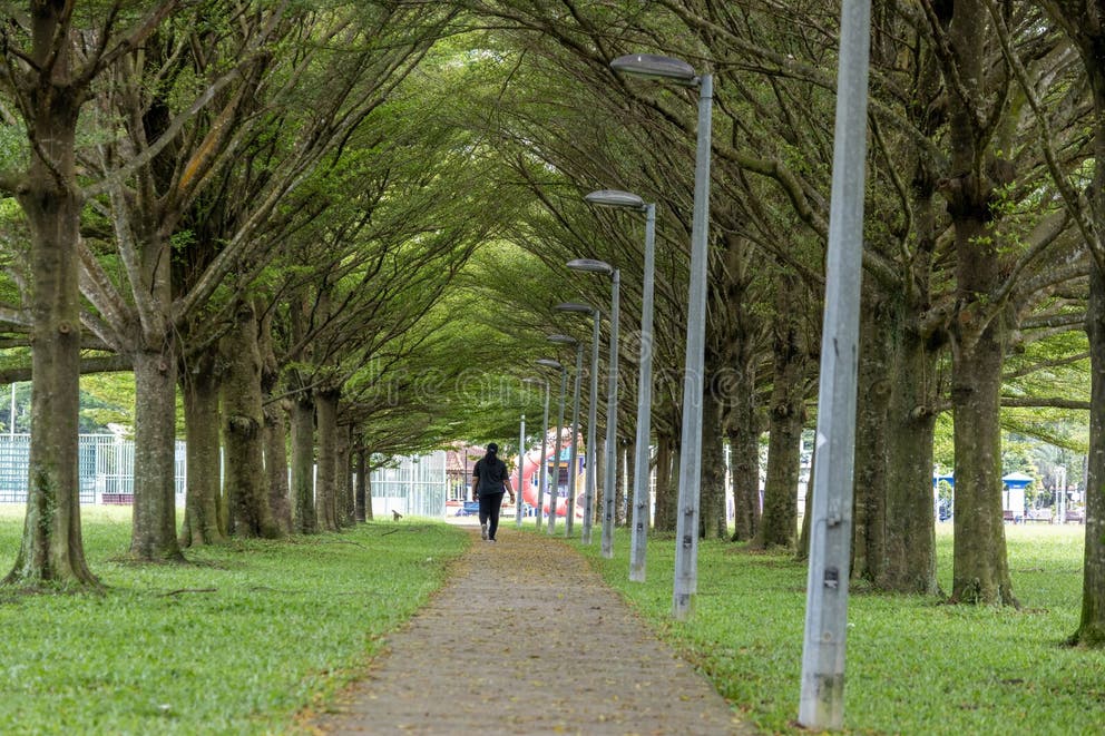 Walking Path Under Green Scenery and Tree in Singapore Editorial Image ...