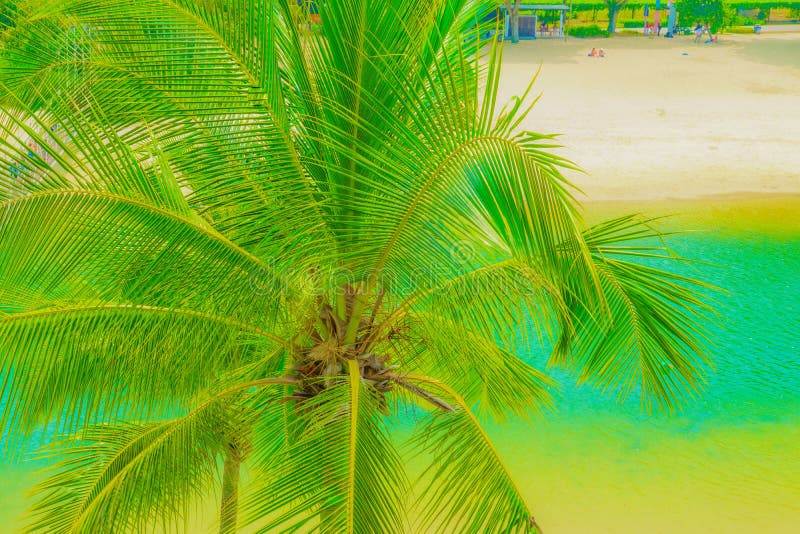 Singapore Sentosa Island Palm Tree Stock Image - Image of holiday ...