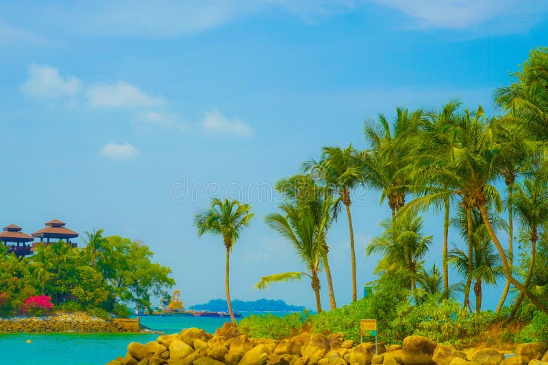 Singapore Sentosa Island Palm Tree Stock Photo - Image of sentosa ...
