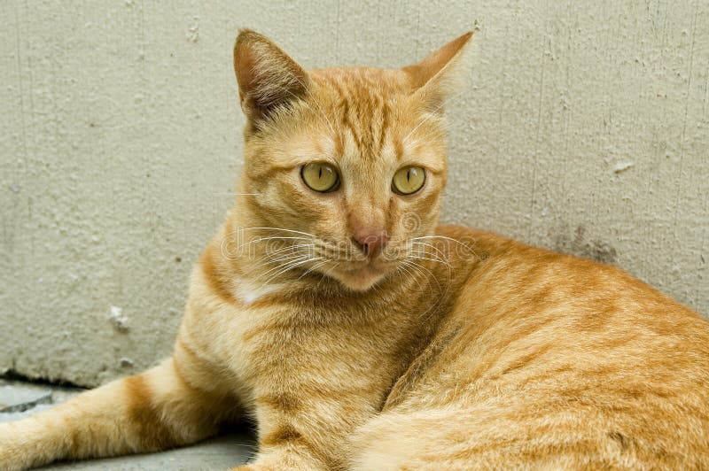 Singapore Stray Cat stock photo. Image of singapore, stray - 1717778