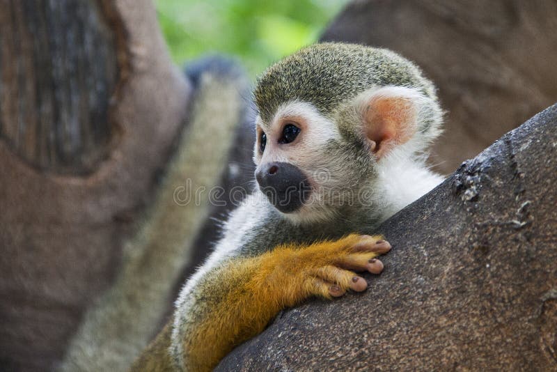 Singe-écureuil Commun - Sciureus De Saimiri Photo stock - Image du ...
