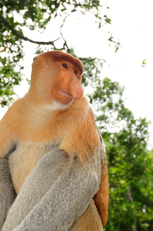 Images Accouplement De Singe - Téléchargez 133 Photos libres de droits