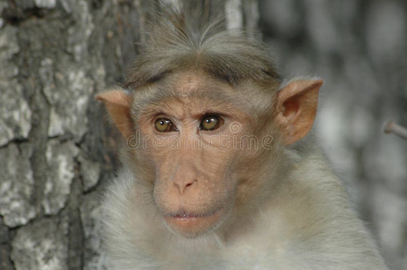 Singe De Babouin Dans Un Combat Photo stock - Image du faune, africain ...