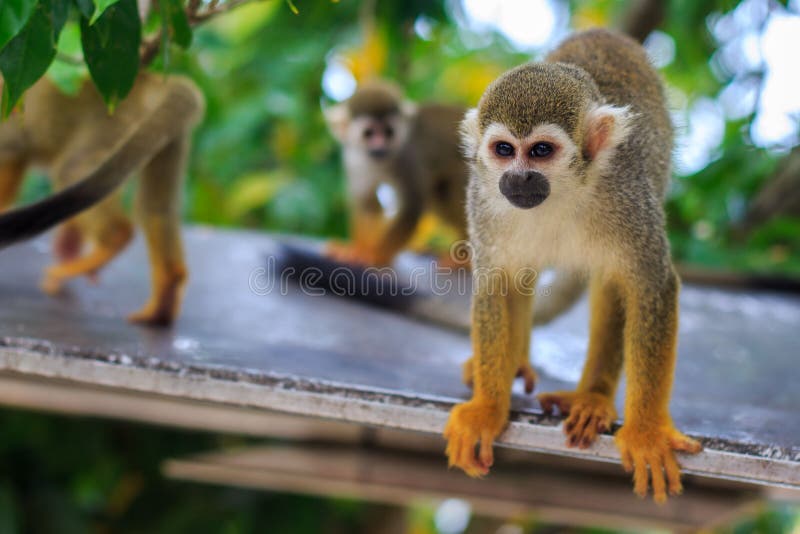 Singe adulte de Saimiri. image stock. Image of drôle - 38151579