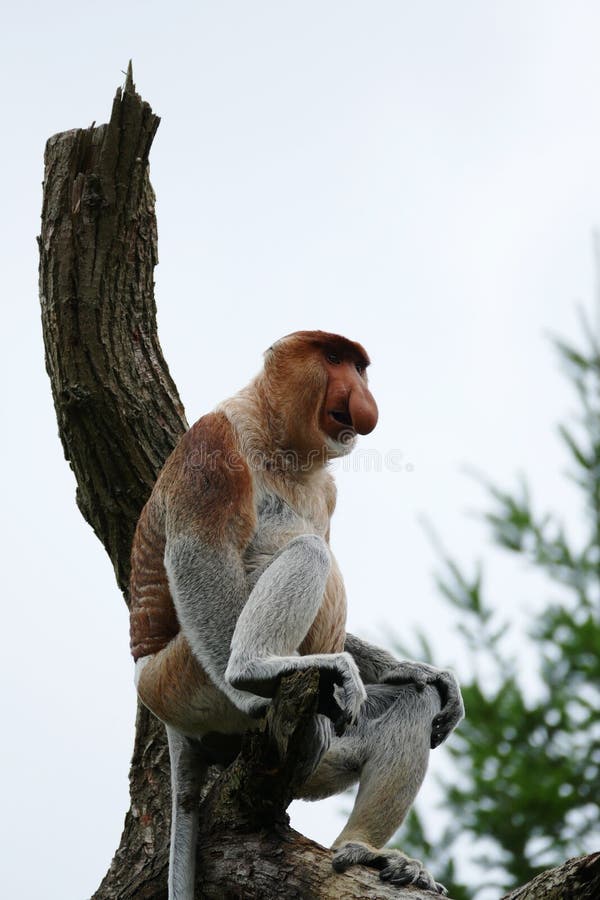 Singe De Buse (larvatus De Nasalis) Ou Singe Au Nez Long Photo stock ...