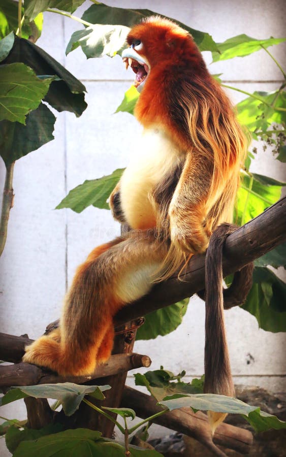 178 Accouplement De Singe Photos libres de droits et gratuites de ...