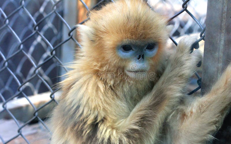 178 Accouplement De Singe Photos libres de droits et gratuites de ...