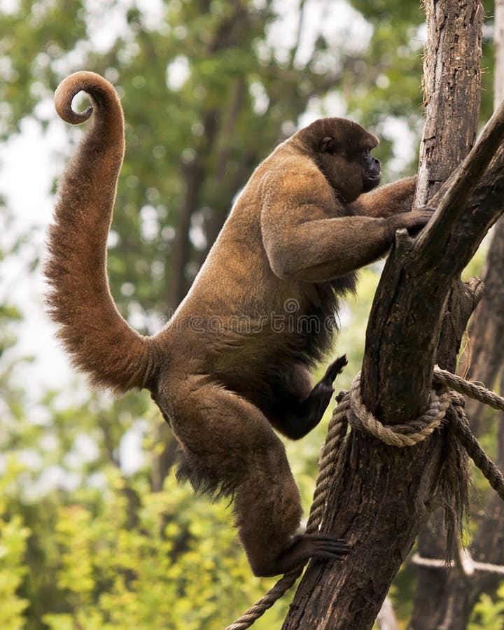 Singe Avec L'arbre S'élevant Courbé De Queue Photo stock - Image du ...