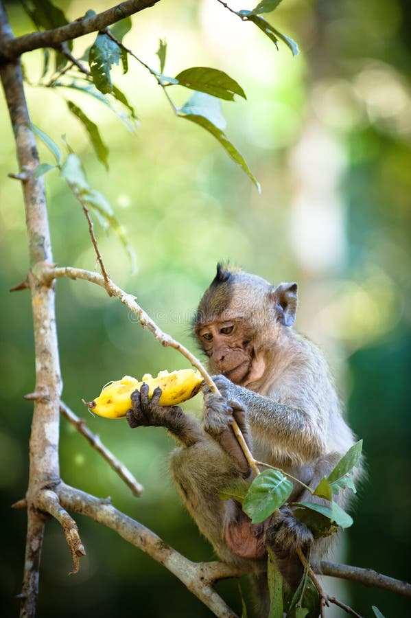 Un Singe Amusant Mange Une Banane Photo stock - Image du manger ...