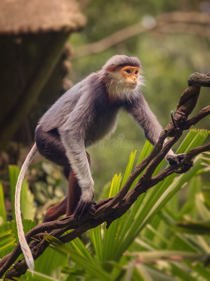 Singe Avec Le Visage Orange, Langur De Douc Image stock - Image du ...