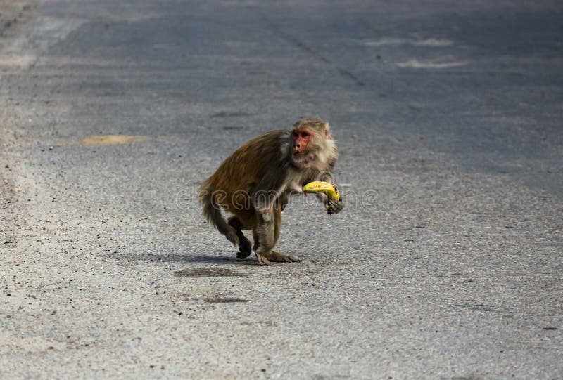 6,021 Singe Avec Une Banane Photos libres de droits et gratuites de ...