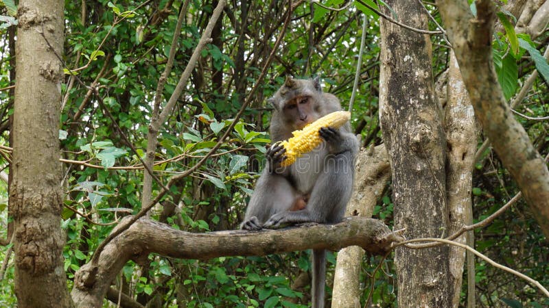 Singe de bali image stock. Image of protégé, indonésie - 16791025