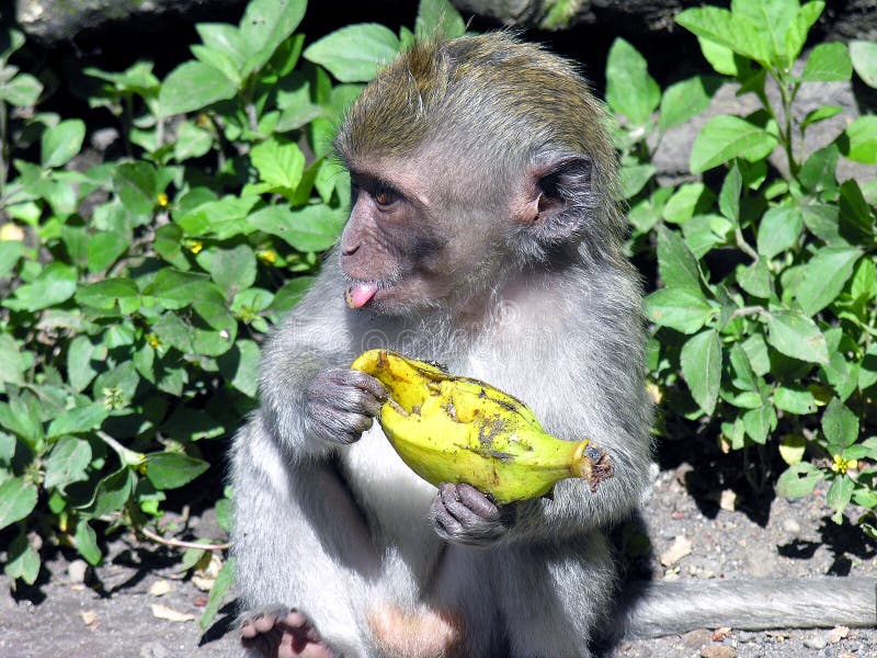 5,984 Singe Avec Une Banane Photos libres de droits et gratuites de ...
