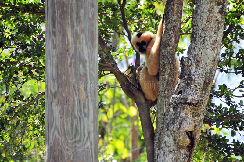 Singe Blanc-cheeked De Gibbon (Nomascus) Photo stock - Image du ...