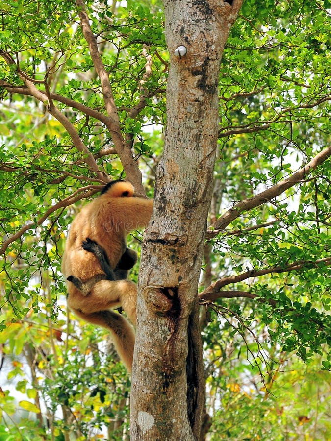 Singe Blanc-cheeked De Gibbon Image stock - Image du singes, désert ...